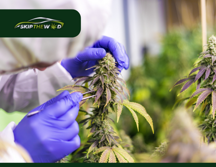 What Does It Feel Like Smoking Weed for the First Time? – Skip the Weed